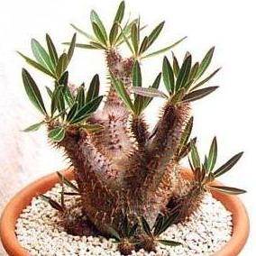 Seeds - 20 RARE SEEDS Pachypodium densiflorum - Bulk - Succulents ...