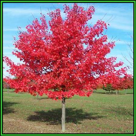 Deciduous - Acer rubrum - 10 Seeds - Red Maple, Red Swamp Maple or Soft ...