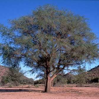 Trees - Faidherbia albida syn. Acacia albida Seeds - Ana Tree - South ...