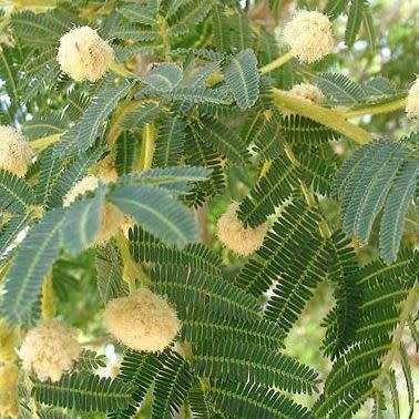 Trees - 5 Vachellia sieberiana (Acacia) Tree Seeds - Paperbark thorn ...