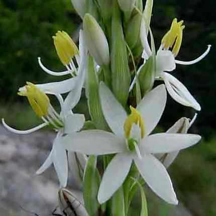 Flowers - Chlorophytum bowkeri Seeds - Indigenous South African Native ...