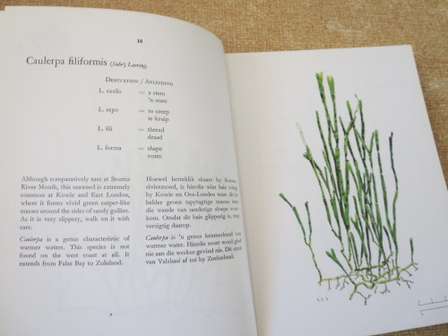 Natural Science - SEEWEEDS/SEEWIERE OF/VAN TSITSIKAMA COASTAL/SEEKUS ...