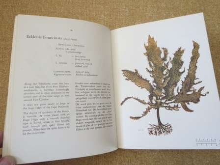 Natural Science - SEEWEEDS/SEEWIERE OF/VAN TSITSIKAMA COASTAL/SEEKUS ...