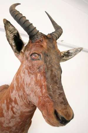 Other Antiques & Collectables - A genuine (large) African Topi shoulder ...