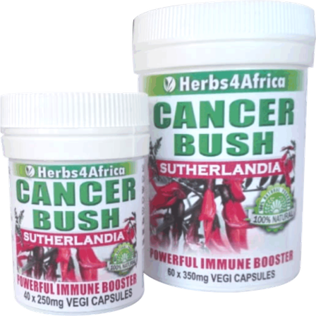 Other Supplements & Nutrition - CANCER BUSH (Sutherlandia Frutescens ...