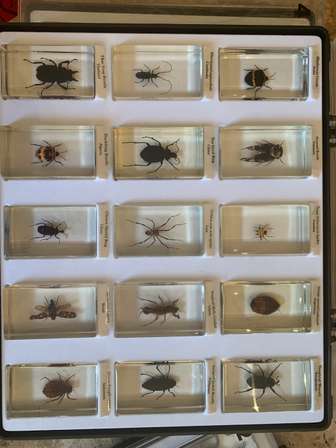 Other Antiques & Collectables - Real Life Bugs And Insects With ...