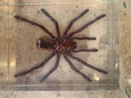 Other Antiques & Collectables - Real Life Bugs And Insects With ...