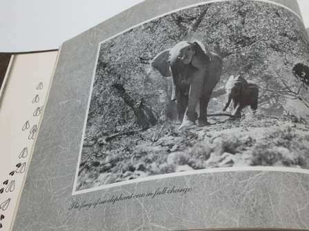 Africana - Dear Elephant, Sir ~ Clive Walker | Edited by Sally Antrobus ...