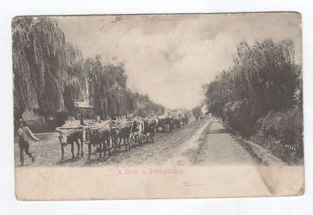 Post Cards - Postcard from Tempe Army camp Bloemfontein South Africa to ...
