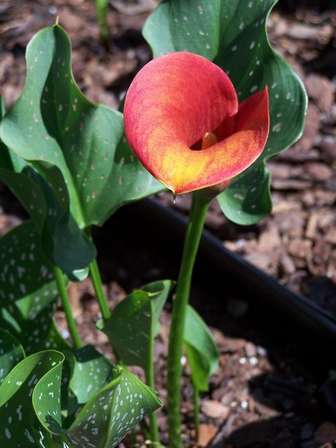 Flower Bulbs, Roots & Corms - Zantedeschia (Calla) (Varkoor) (Arum ...