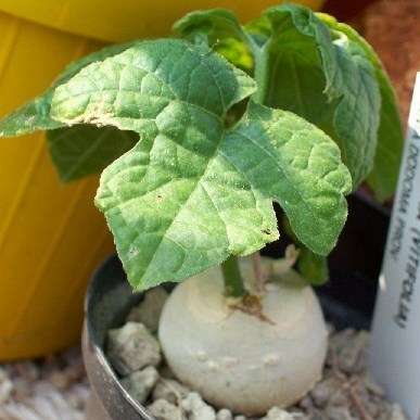 Cacti & Succulents - 2 Pyrenacantha kaurabassana Seeds - Indigenous ...