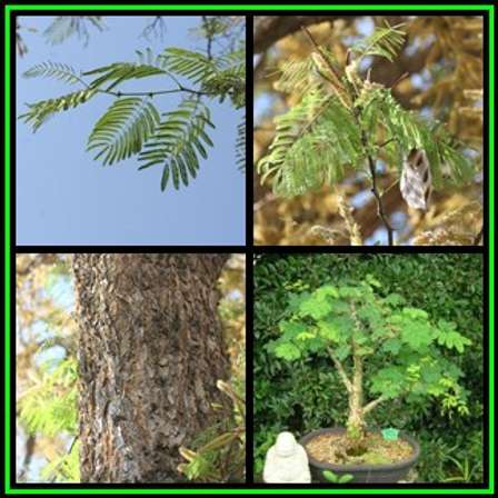 Other Trees - Acacia galpinii - Monkey Thorn Tree - Apiesdoring - 5 ...