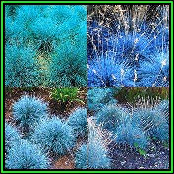 Grasses - Festuca glauca - Blue Mondo Grass - 50 Seed Pack - Drought ...