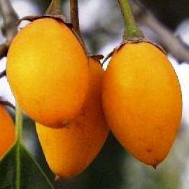 Fruit & Flowering - 10 Mimusops zeyheri, Transvaal Red Milkwood Tree ...