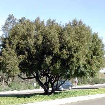 Trees - Searsia lancea Tree Seeds ~ Karee or Rooikaree - South African ...