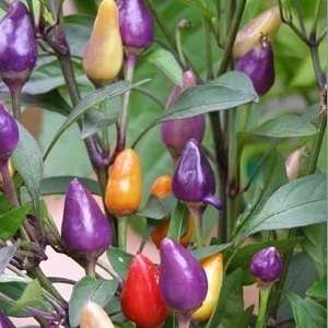 Seeds & Bulbs - 5 Bolivian Rainbow Chilli Pepper Seeds - Capsicum ...