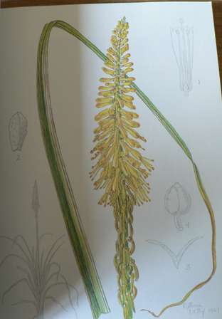 Natural Science - Bothalia: The South African species of Kniphofia ...