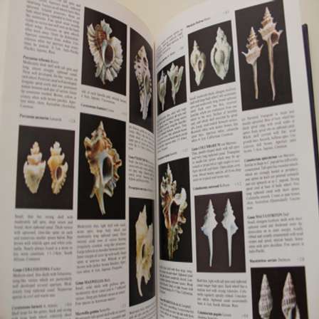 Other Non-Fiction - The Collectors Encyclopedia of Shells edited by S ...