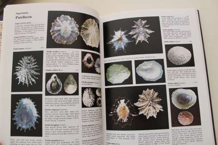Other Non-Fiction - The Collectors Encyclopedia of Shells edited by S ...