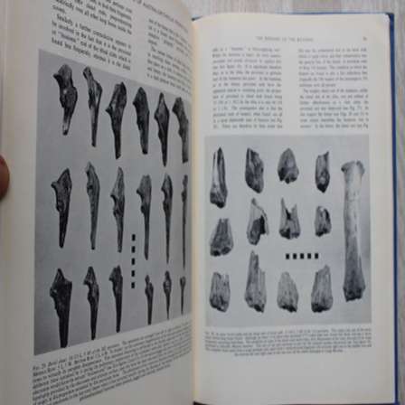 Africana - Raymond Dart - The Osteodontokeratic Culture of ...