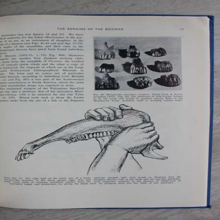 Africana - Raymond Dart - The Osteodontokeratic Culture of ...