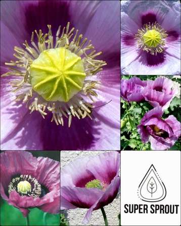 Flowers - POPPY OF TROY (Papaver Setigerum) x 100 seeds for sale in ...