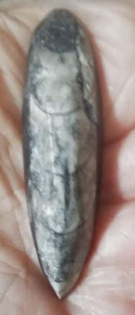 Fossils - Orthoceros Point fossils were among the earliest forms of ...