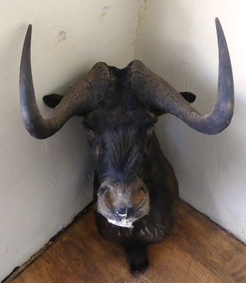 Other Africana - Large Black Wildebeest Trofee / Swart Wildebees ...