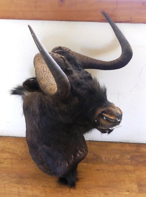 Other Africana - Large Black Wildebeest Trofee / Swart Wildebees ...