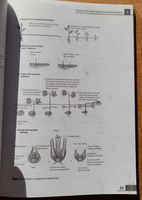 Other Textbooks & Educational - Life Sciences GRADE 12: GUIDELINES ...