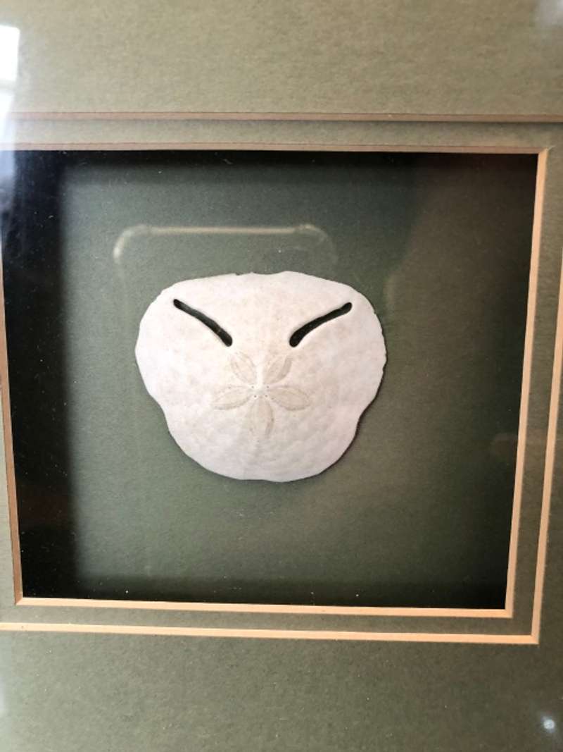 Mixed Media & Collages - WOW !!!! STUNNING FRAMED PANSY SHELL IN A DEEP ...