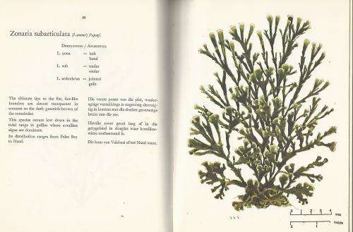 Natural Science - The Seaweeds of theTsitsikama Coastal Park - Die ...