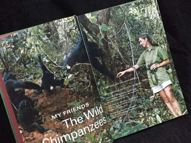 Natural Science - My Friends The Wild Chimpanzees by Jane Goodall ...
