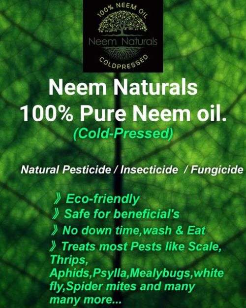 Insect & Grub Control - Neem oil 100% Pure Cold Pressed concentrate ...