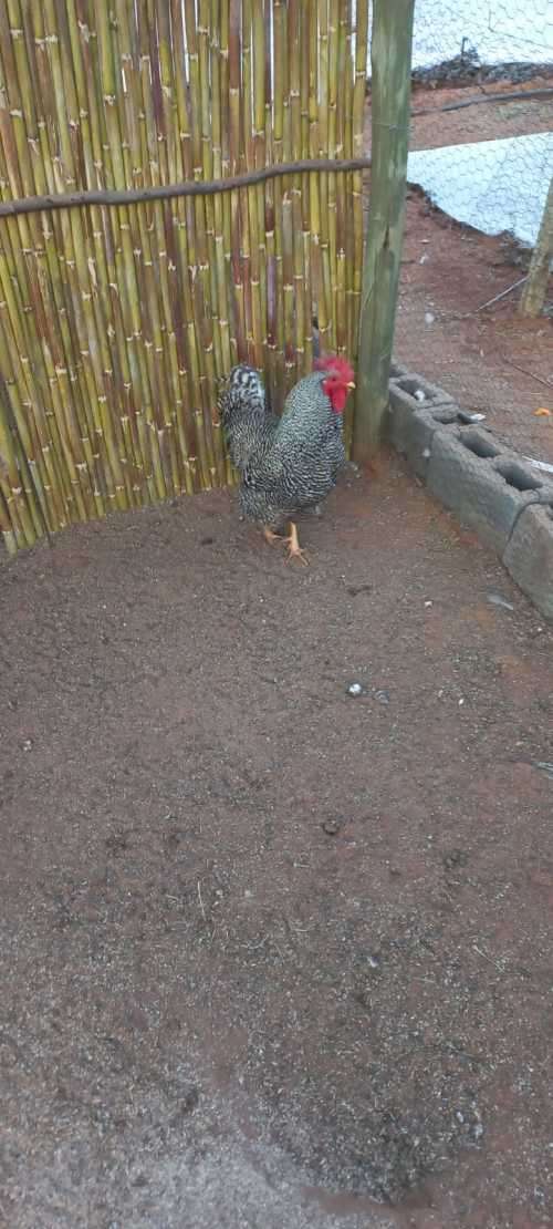 Poultry & Waterfowl Supplies - Fertile Potch Koekoek Chicken Eggs (Per ...