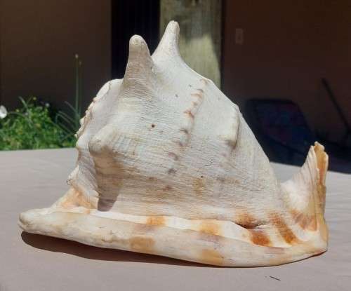 Other Antiques & Collectables - HORNED (HORN-LIKE KNOBS) HELMET ...