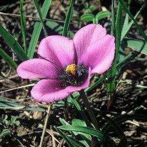 Flowers - 5 Moraea barnardiella Seeds - South African Indigenous ...