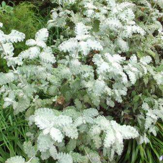 Shrubs - 10 Buddleja glomerata - Karoo Sagewood Seeds - Indigenous ...