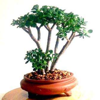 Bonsai - 10+ JADE TREE - Crassula ovata Bonsai Seeds - Indigenous South ...