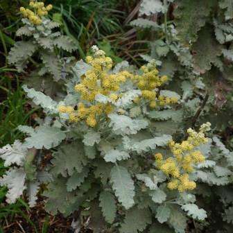 Shrubs - 10 Buddleja glomerata - Karoo Sagewood Seeds - Indigenous ...