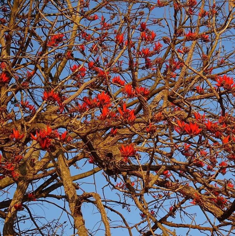 Trees - Erythrina Lysistemon (Coral tree) - 20 seeds for sale in ...