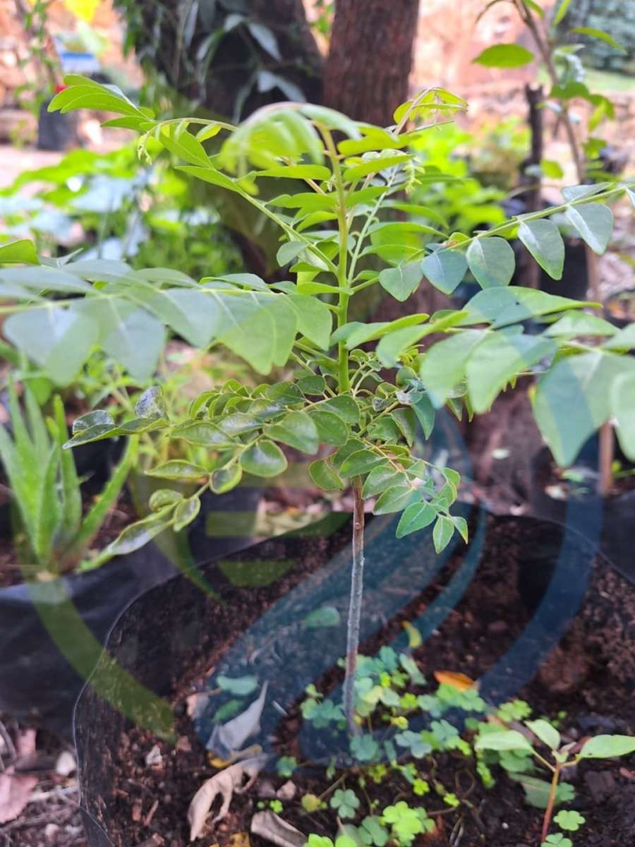 Herbs - Curry Leaf Trees for sale in Pretoria / Tshwane (ID:612534643)