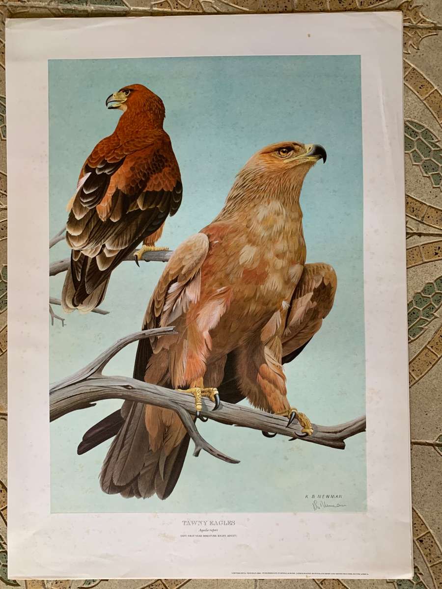 Limited Editioned Prints - Kenneth Newman Photolithographic Prints ...