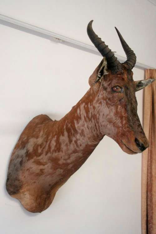 Other Antiques & Collectables - A genuine (large) African Topi shoulder ...