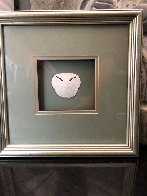 Mixed Media & Collages - WOW !!!! STUNNING FRAMED PANSY SHELL IN A DEEP ...