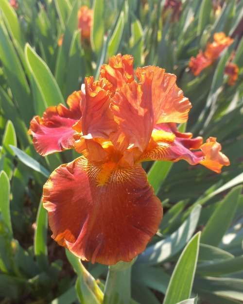 Flowers - Rustler Iris for sale in Ventersdorp (ID:611518567)