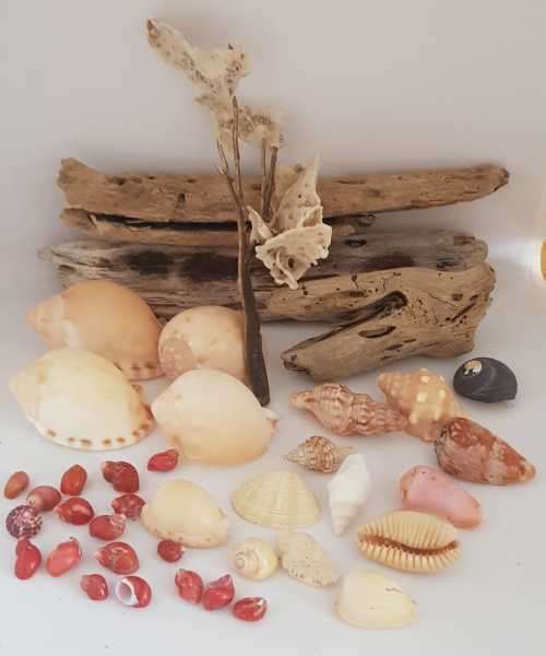 Other Antiques & Collectables - Sea Shells & rare sea grass from ...