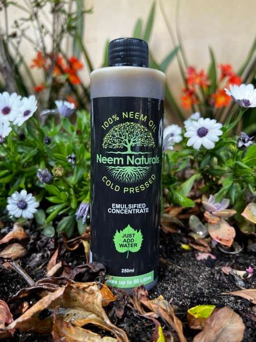 Insect & Grub Control - Neem oil 100% Pure Cold Pressed concentrate ...