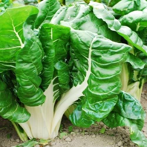 Vegetables - Spinach - Swiss Chard Fordhook Giant 200 Spinach Seeds was ...
