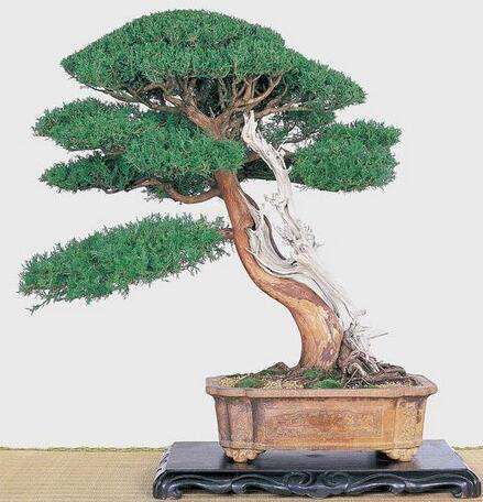 Bonsai - BONSAI CYPRESS SEEDS PLATYCLADUS ORIENTALIS - 10 BONSAI SEEDS ...